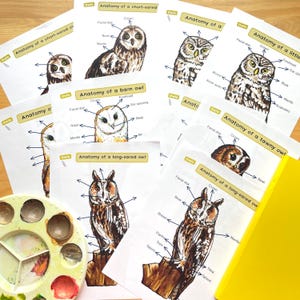 Owl Anatomy and Life Cycles Study Pack - Educational Printable - Home ...