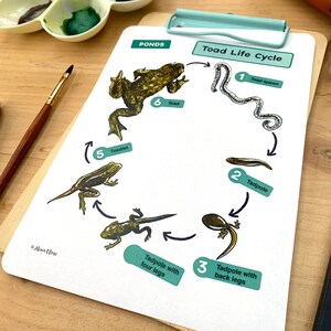 Toad Life Cycle Poster - Educational Pond Printable - Etsy