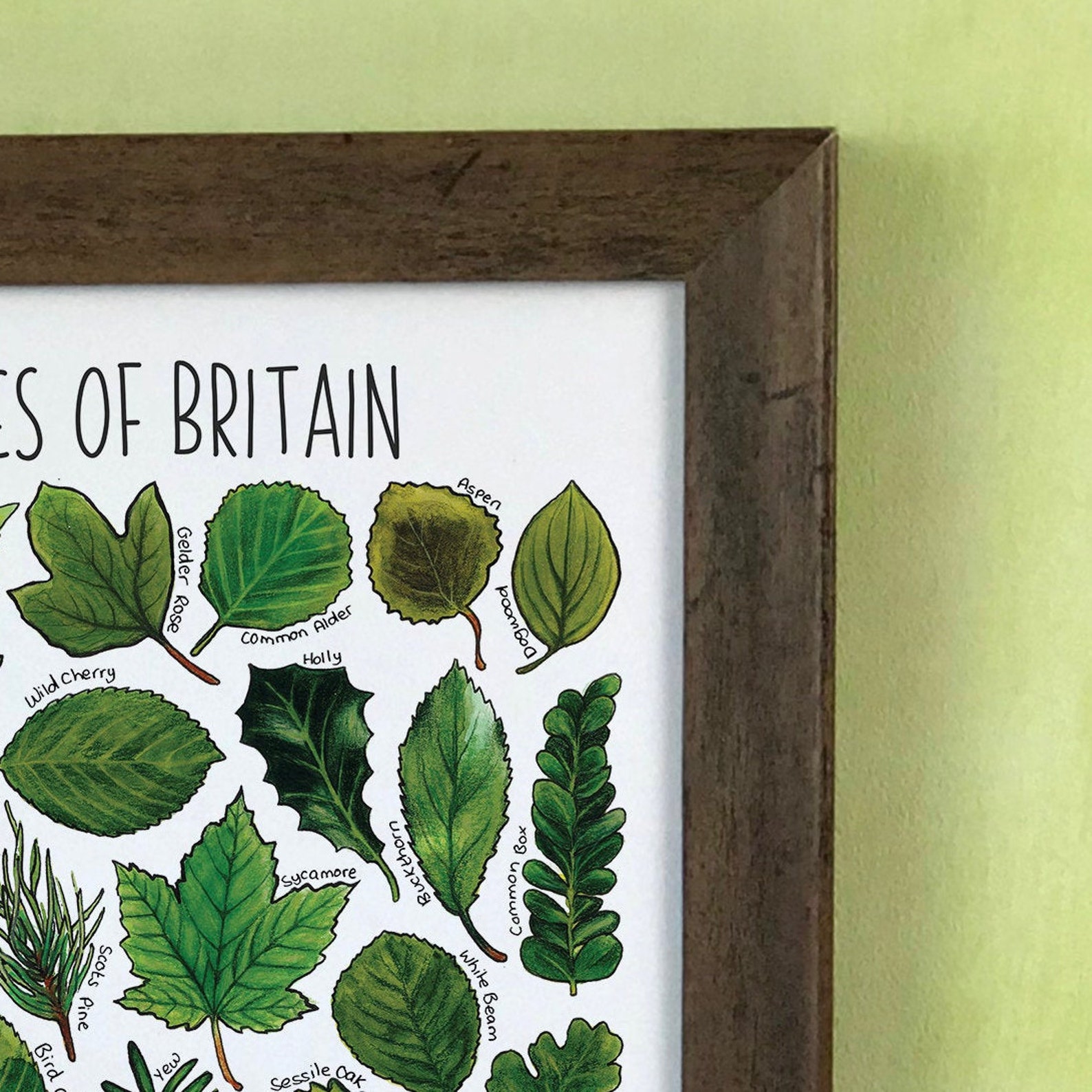 Leaves of Britain Print Trees Poster Nursery Print Wildlife - Etsy UK