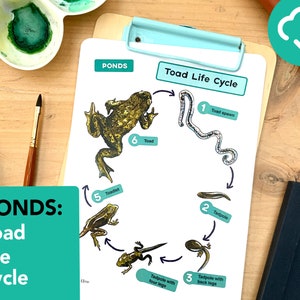 Toad Life Cycle Poster - Educational Pond Printable - Etsy