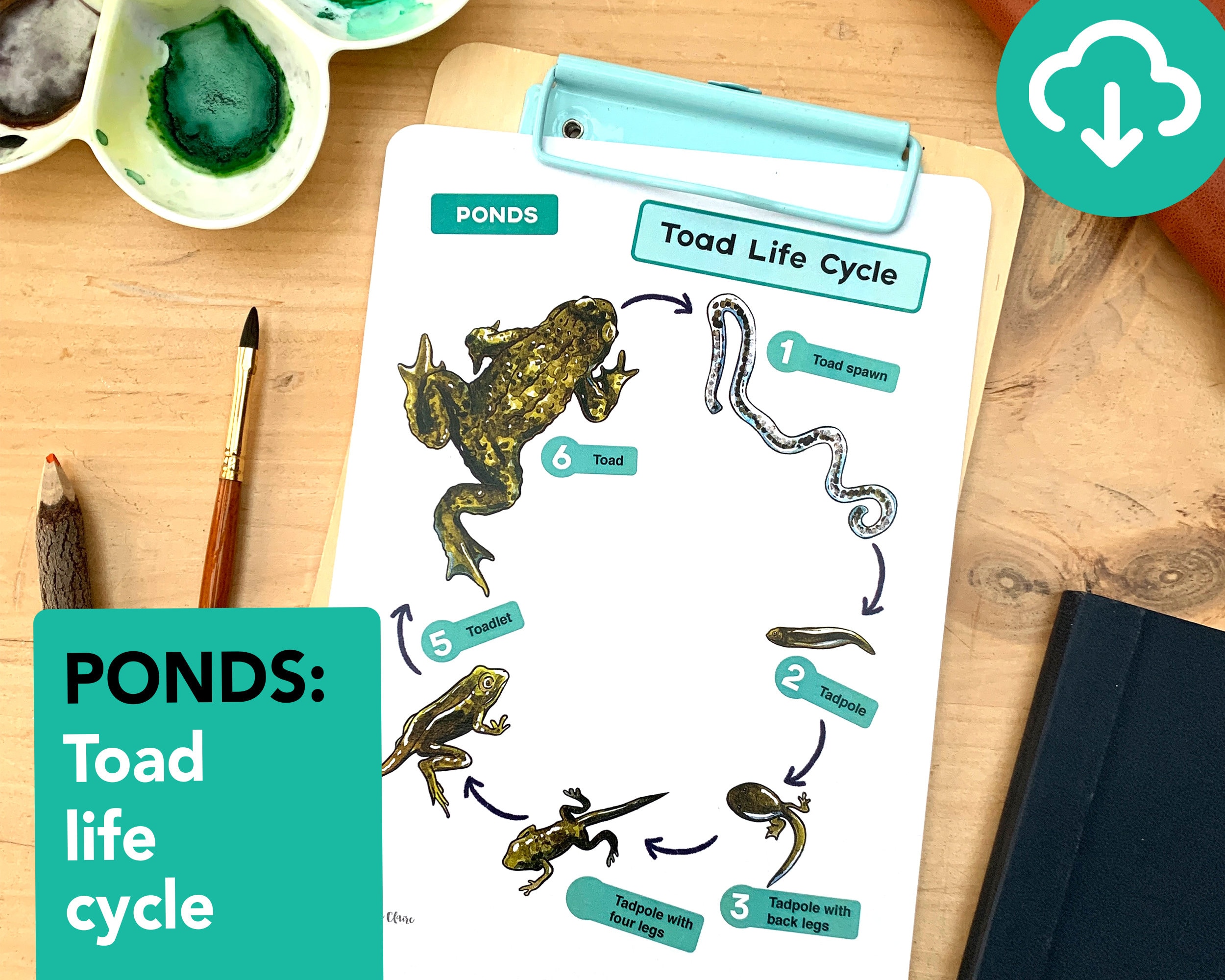 Toad Life Cycle