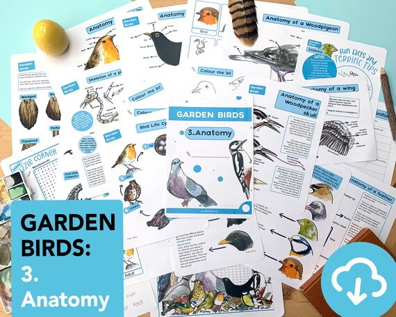 Garden Bird Anatomy Nature Study Pack Educational Birds - Etsy