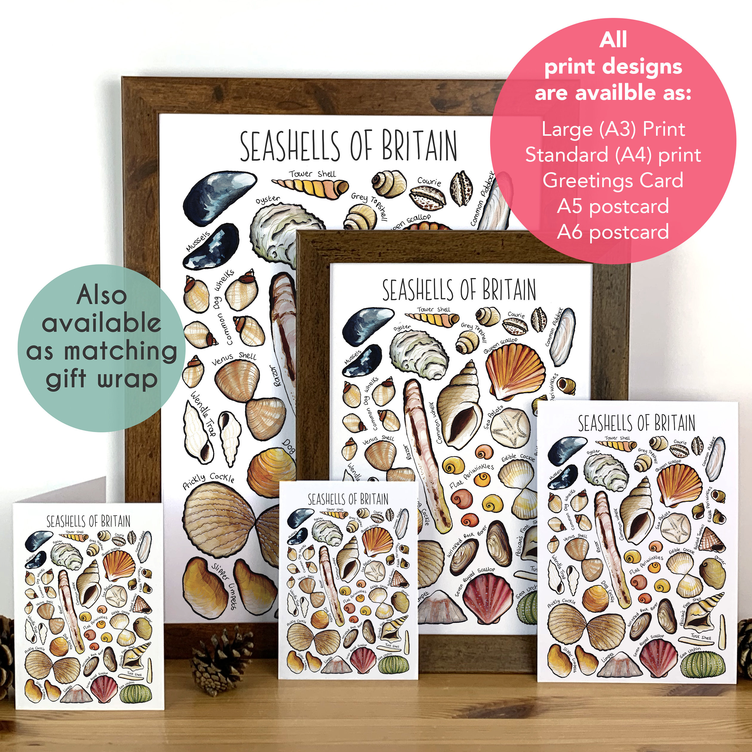 Seashells of Britain Postcard Shells Poster Shell | Etsy UK