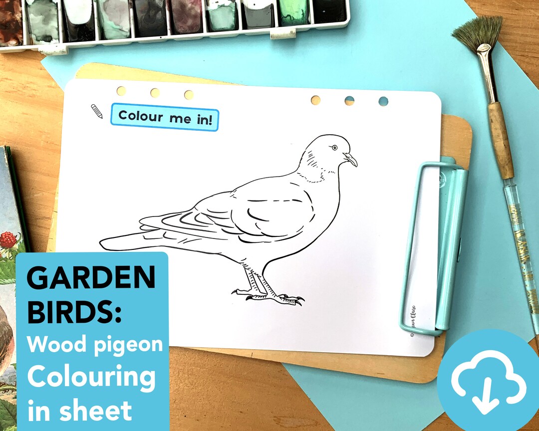 Garden Birds Colouring in Sheet Educational Birds Species Printable - Etsy