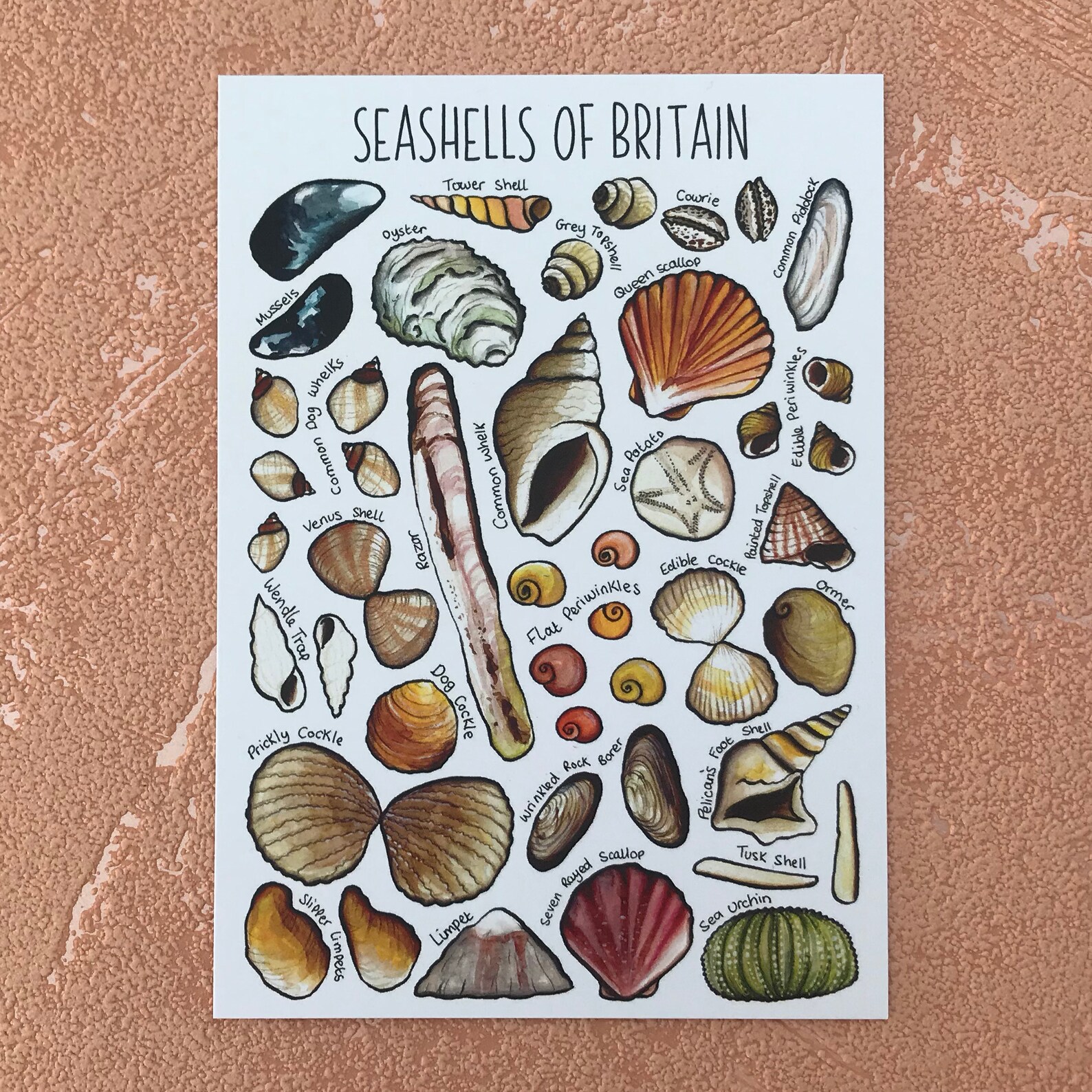 Seashells of Britain Postcard Shells poster Shell | Etsy