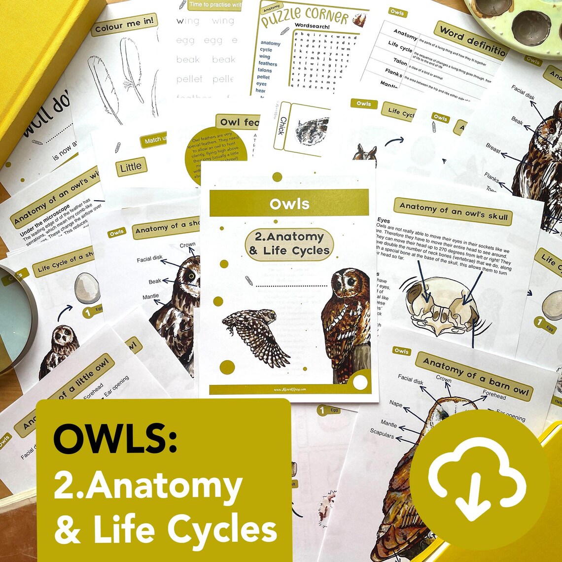 Owl Anatomy and Life Cycles Study Pack - Educational Printable - Home ...