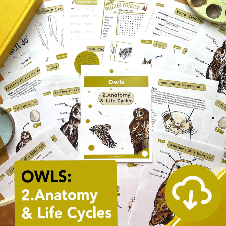 Owl Anatomy and Life Cycles Study Pack - Educational Printable - Home ...