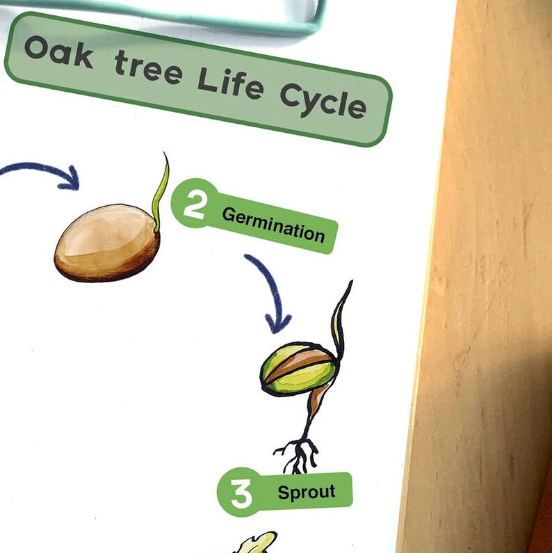 Oak Tree Life Cycle Educational Tree Printable - Etsy