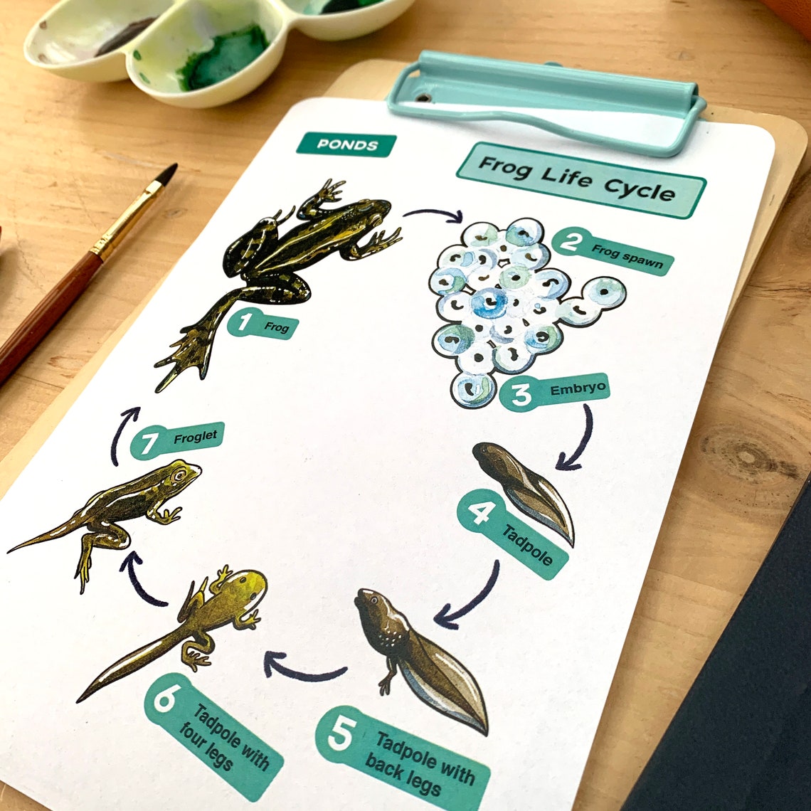 Frog Life Cycle Poster - Educational Pond Printable - Etsy UK