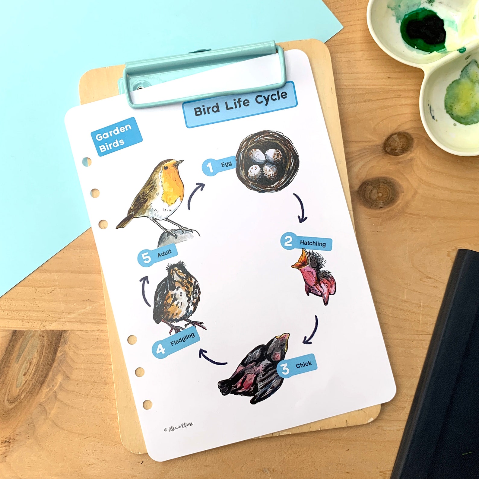 Robin Life Cycle Diagram Educational Birds Species Printable - Etsy