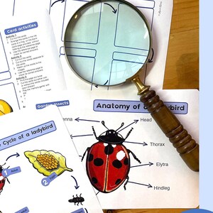 Ladybird Life Cycle Diagram - Educational Ladybird Anatomy Printable - Etsy