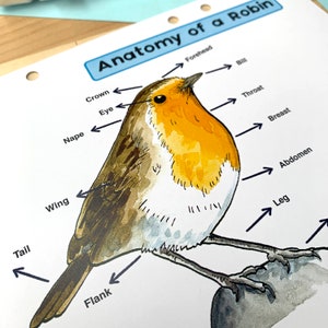 Robin Anatomy Diagram - Educational Birds Species Printable - Etsy