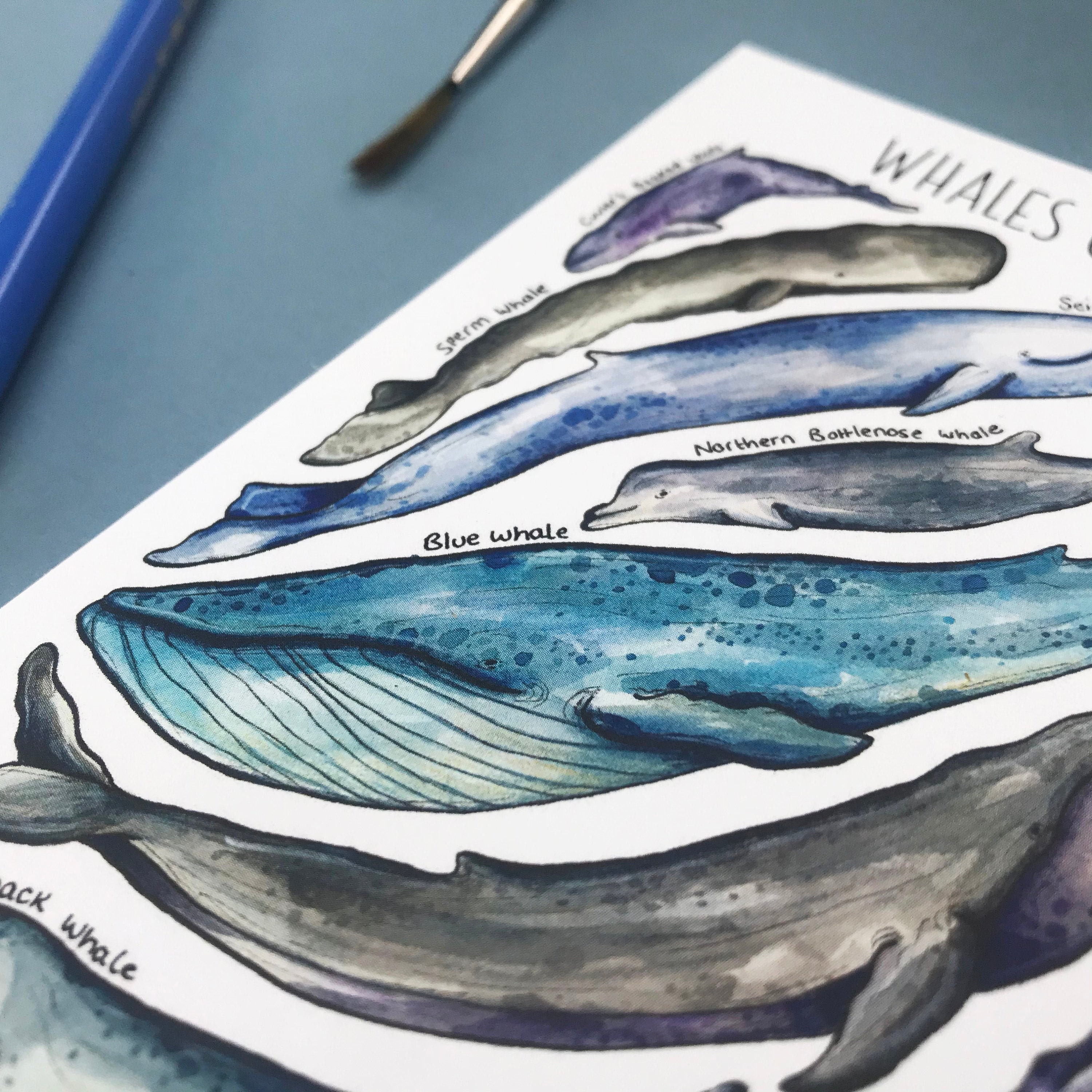Whales of Britain Postcard, Whale Card, Whale Collection, Wildlife ...