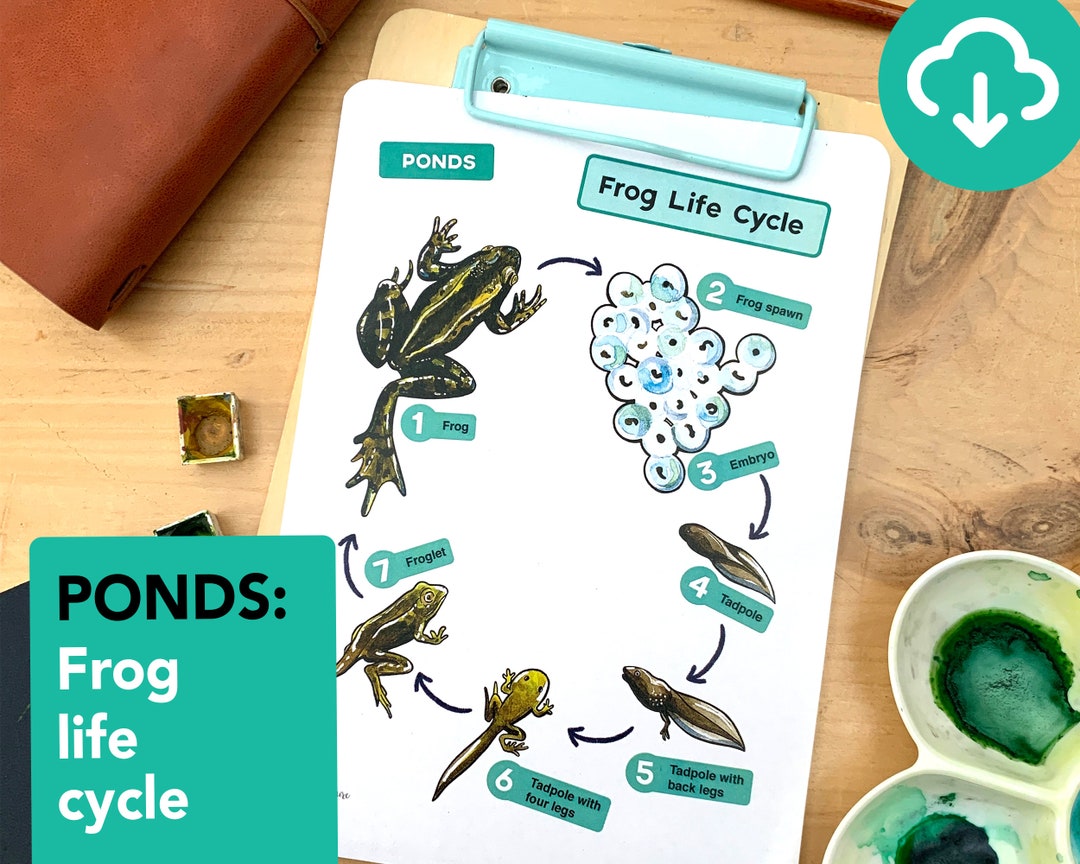 Frog Life Cycle Poster - Educational Pond Printable - Etsy UK