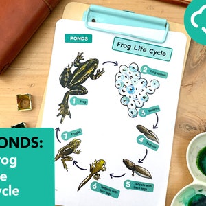 Frog Life Cycle Poster - Educational Pond Printable - Etsy UK