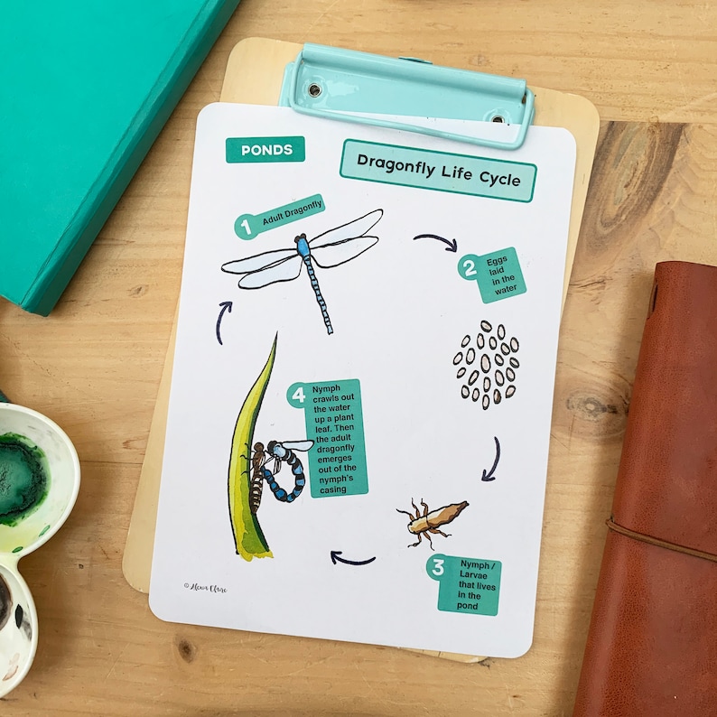 Dragonfly Life Cycle Poster - Educational Pond Printable - Etsy