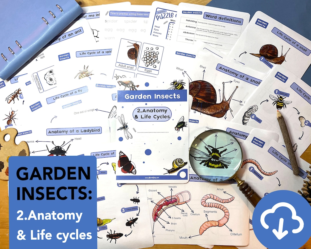 Garden Insects Life Cycles and Anatomy Nature Study Pack - Educational ...