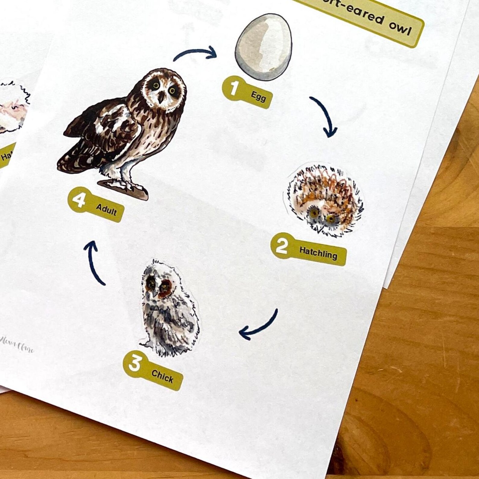 Owl Anatomy and Life Cycles Study Pack - Educational Printable - Home ...