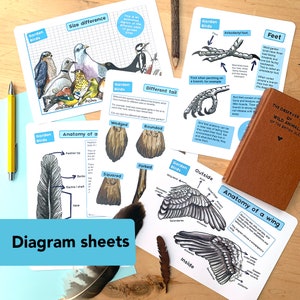 Mega Bundle Garden Birds Nature Learning - Three Mini Studies in One ...