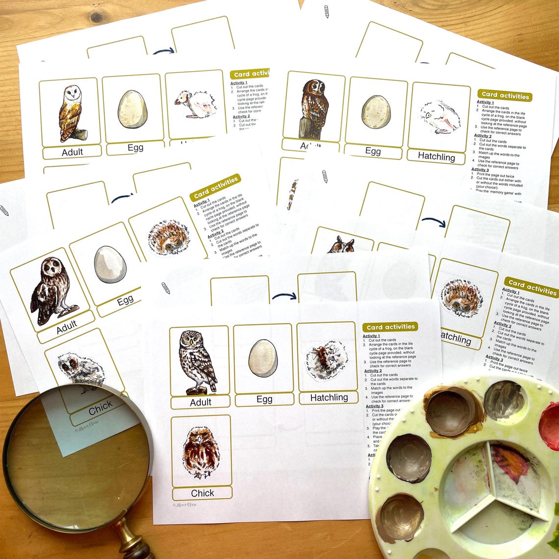 Owl Anatomy and Life Cycles Study Pack - Educational Printable - Home ...