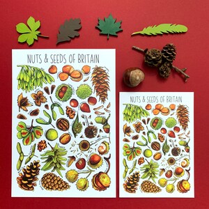 Nuts & Seeds of Britain Postcard, Trees Poster, Tree Collection, Leaf ...