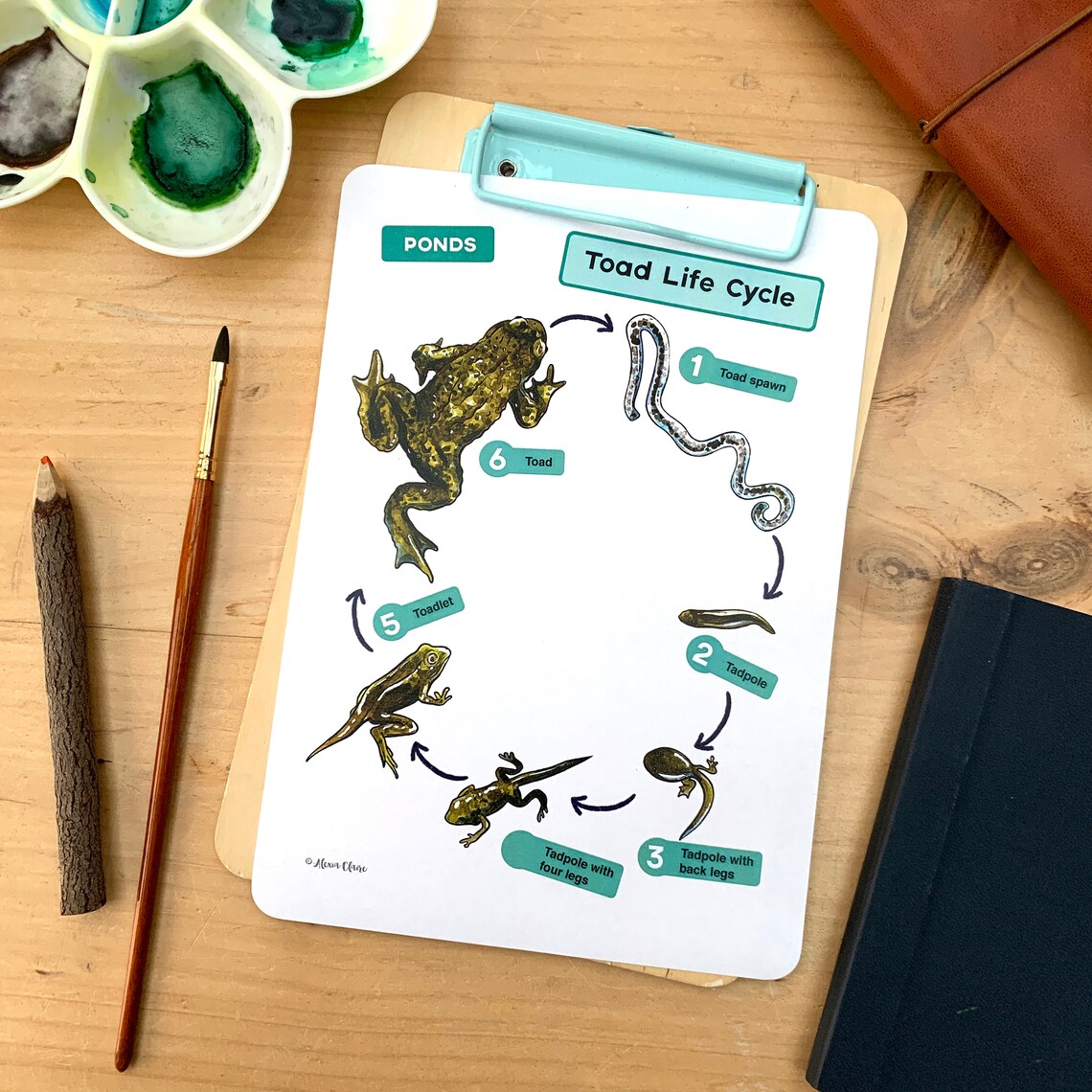 Toad Life Cycle Poster - Educational Pond Printable - Etsy UK