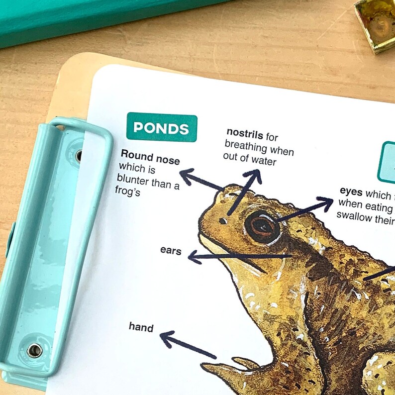 Toad Anatomy Poster Educational Pond Printable | Etsy