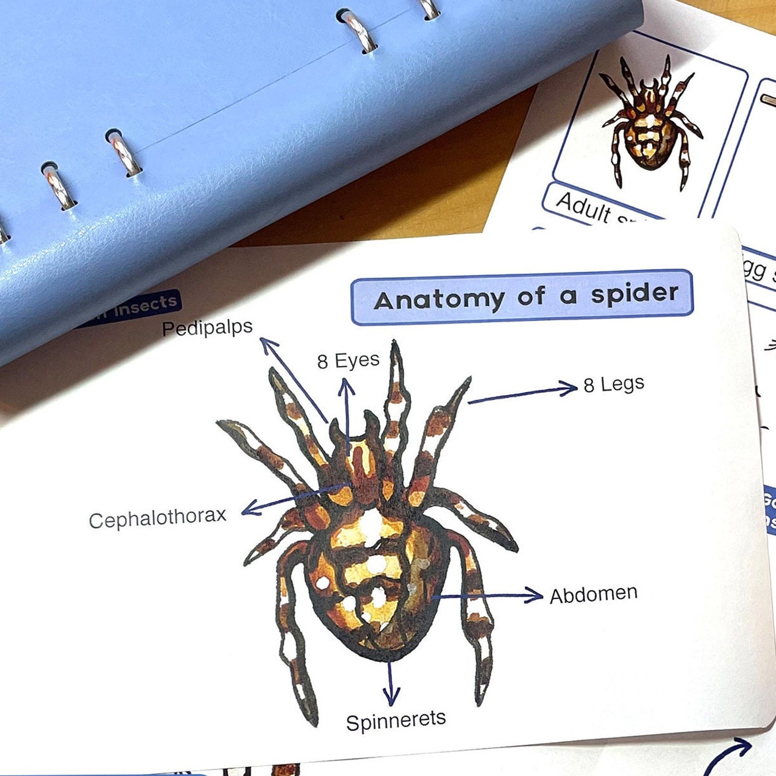 Spider Life Cycle Diagram Educational Spider Anatomy - Etsy UK