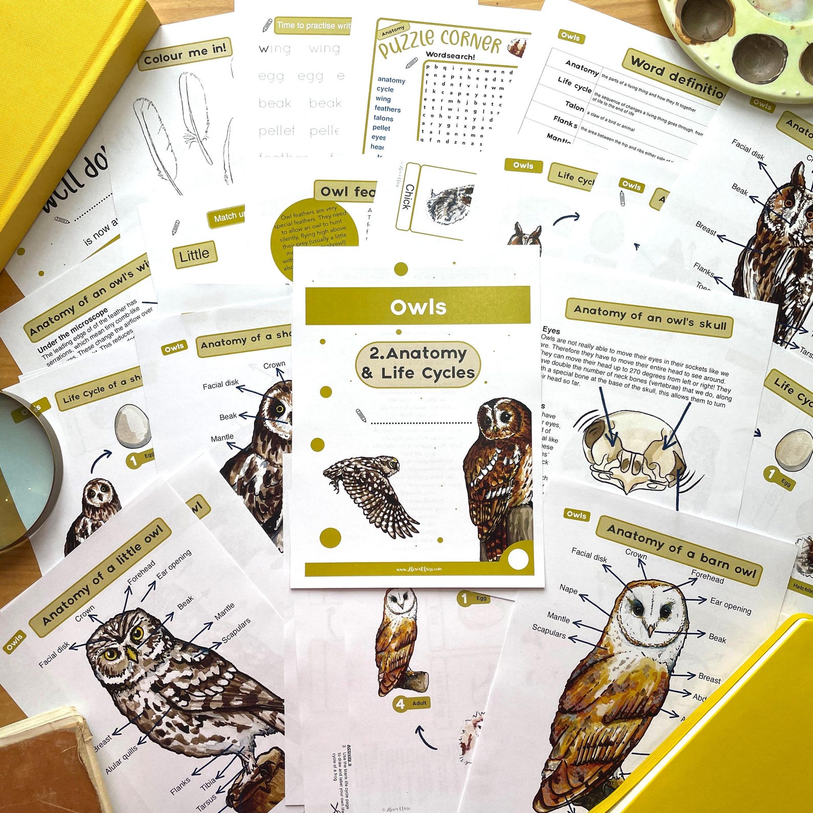 Owl Anatomy and Life Cycles Study Pack - Educational Printable - Home ...