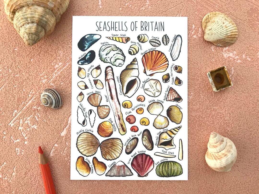 Seashells of Britain Postcard, Shells Poster, Shell Collection, Shell ...