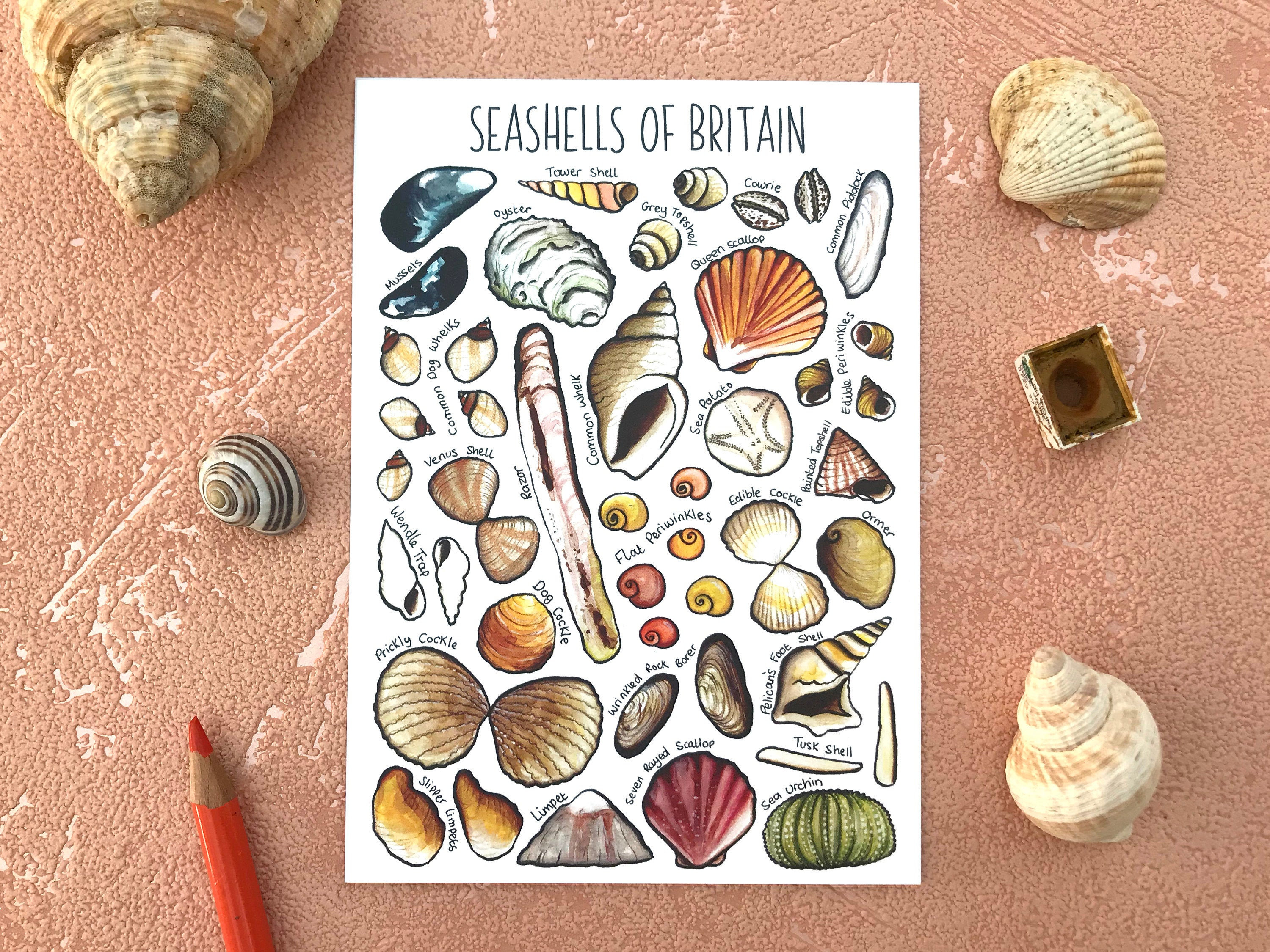 Seashells of Britain Postcard Shells poster Shell | Etsy