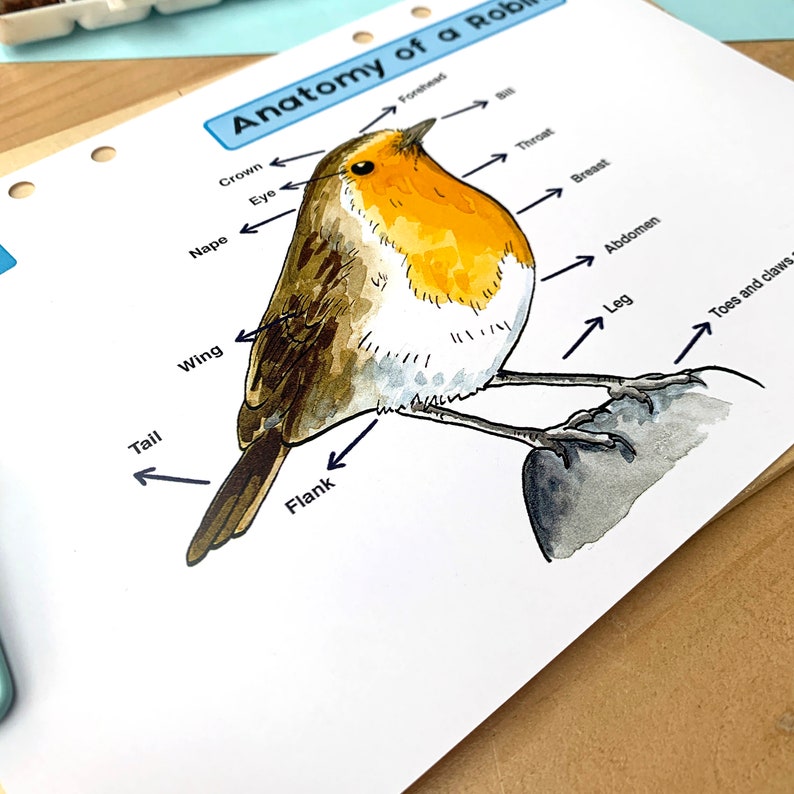 Robin Anatomy Diagram Educational Birds Species Printable - Etsy