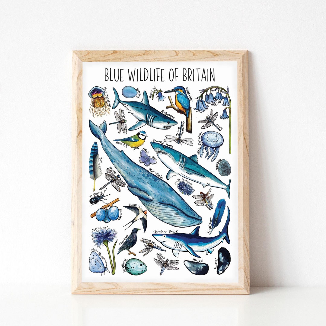 Blue Wildlife of Britain Print - Etsy