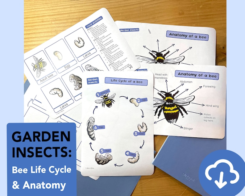 Bee Life Cycle Diagram - Educational Bee Anatomy Printable - Etsy UK