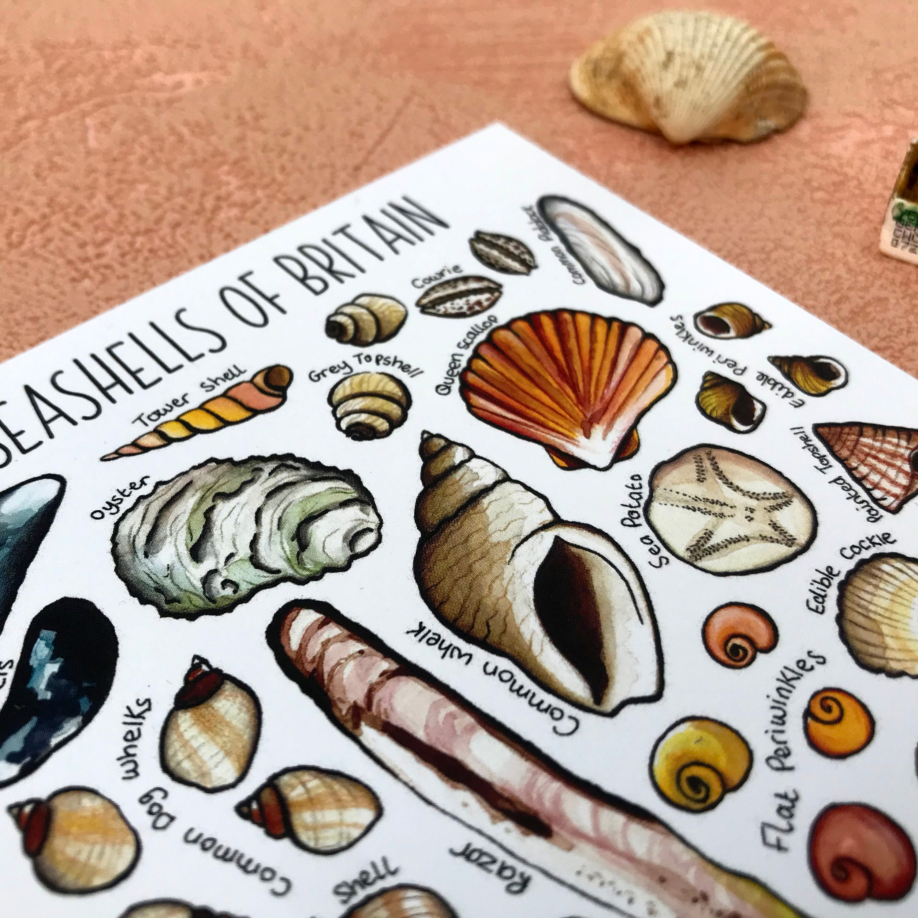 Seashells of Britain Postcard Shells Poster Shell - Etsy UK