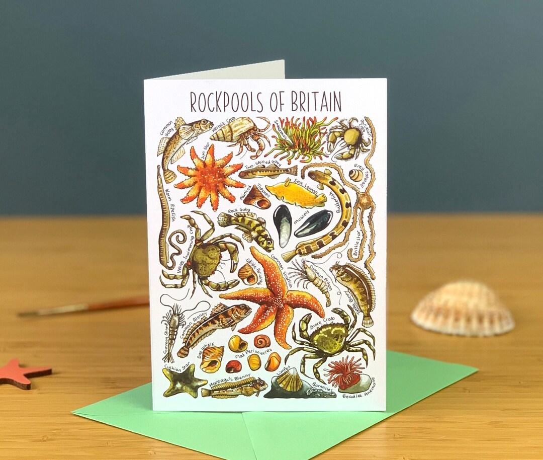 Rockpools of Britain Wildlife Greeting Card - Etsy UK
