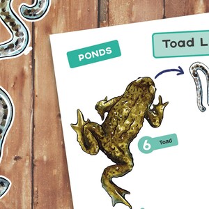 Toad Life Cycle Poster Educational Pond Printable | Etsy