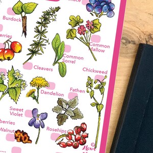 Foraging Spotting Worksheet - Educational Wildlife Printable - Etsy