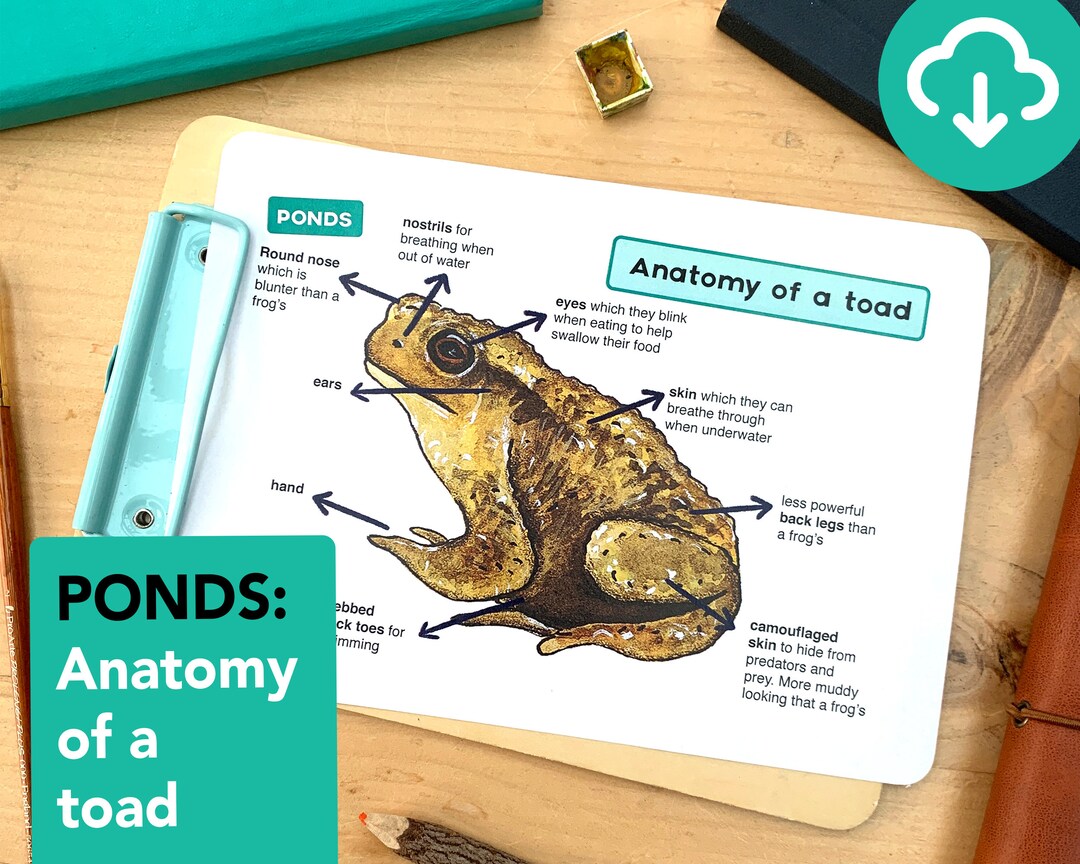 Toad Anatomy Poster - Educational Pond Printable - Etsy