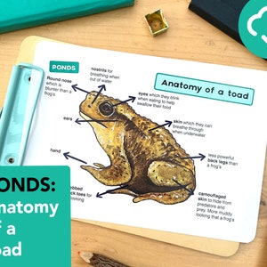 Toad Anatomy Poster - Educational Pond Printable - Etsy