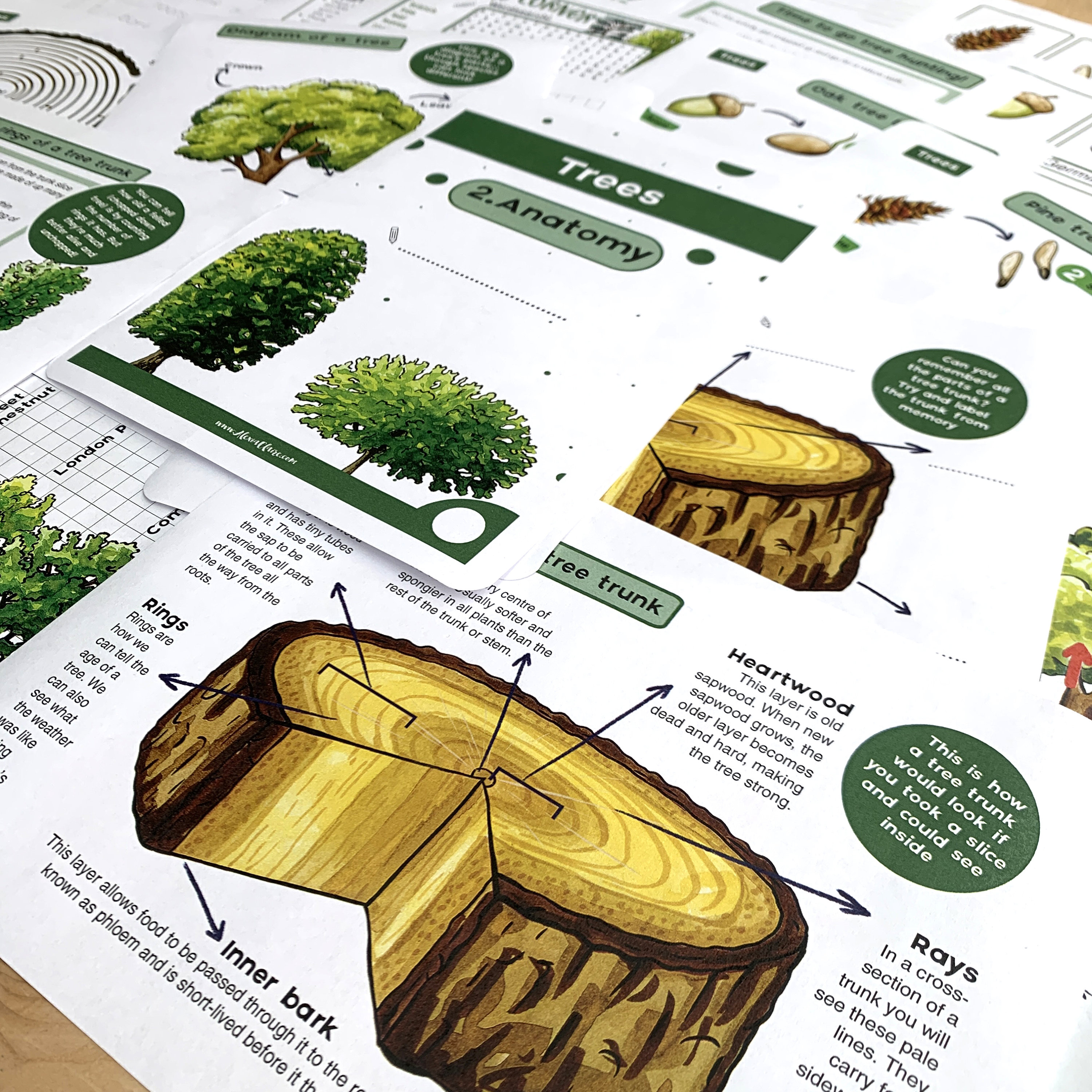 Tree Anatomy & Life Cycles Nature Study Pack - Educational Trees ...