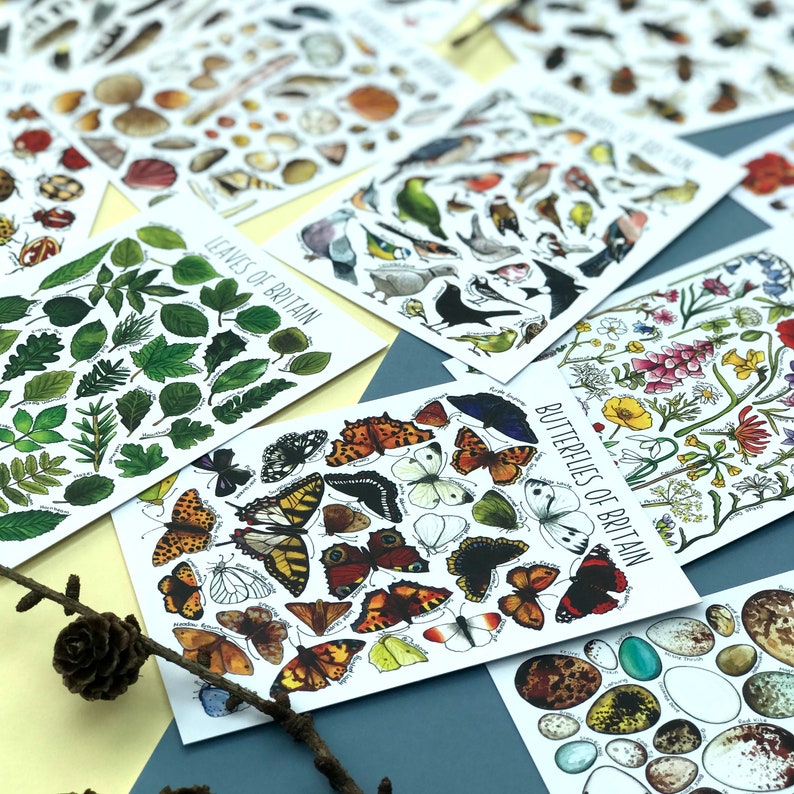 British Wildlife Postcard Pack of Twelve Postcards Pack - Etsy