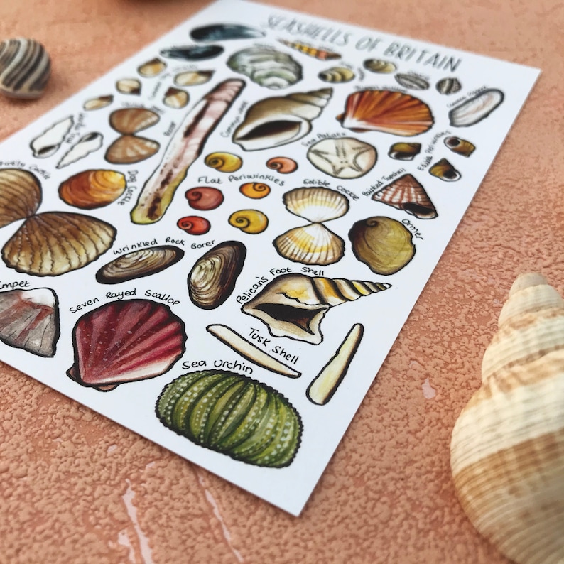Seashells of Britain Postcard Shells Poster Shell - Etsy UK