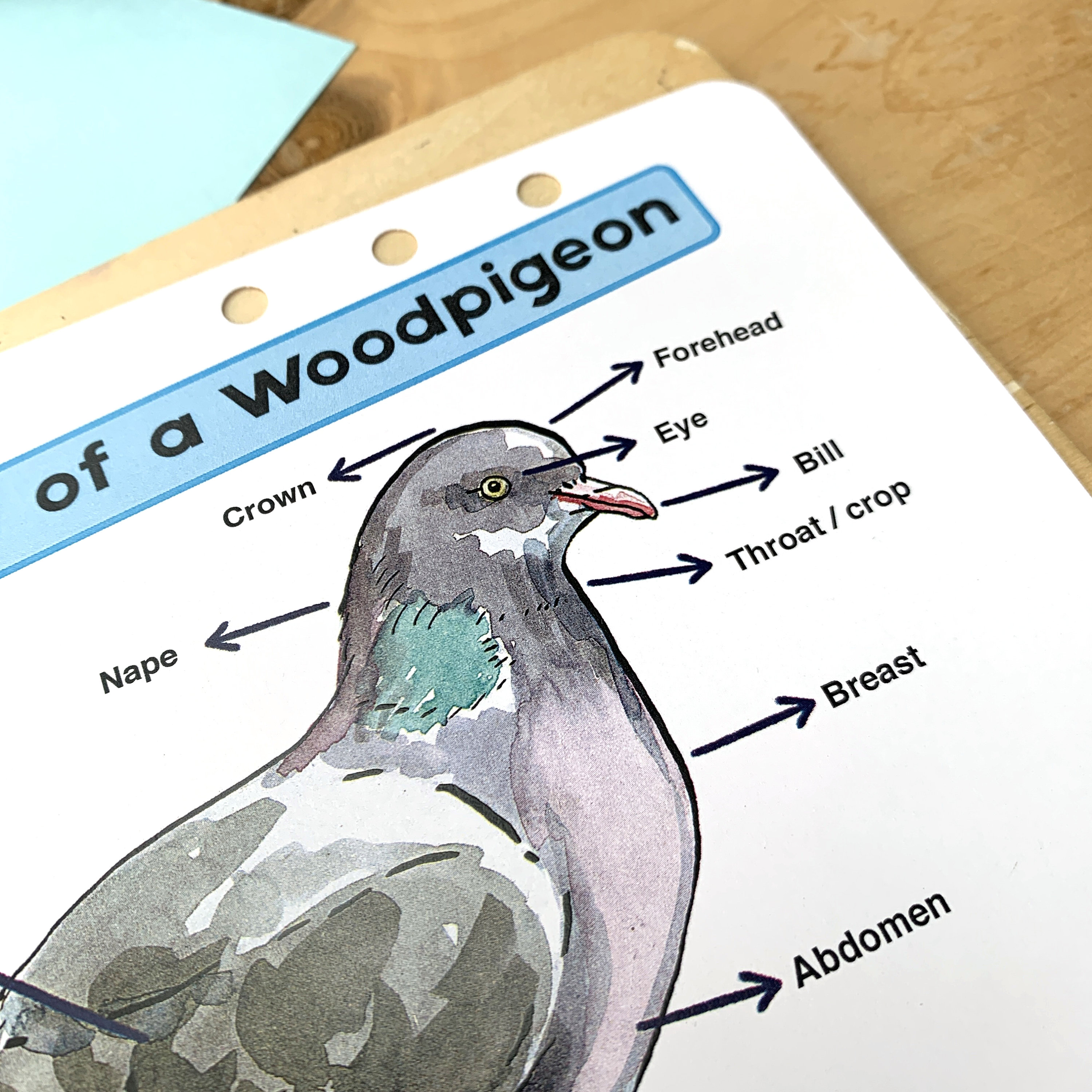 Pigeon Diagram