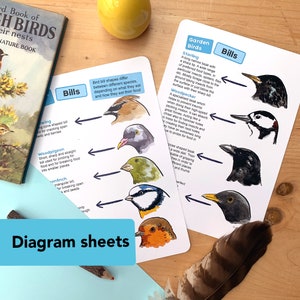 Mega Bundle Garden Birds Nature Learning - Three Mini Studies in One ...