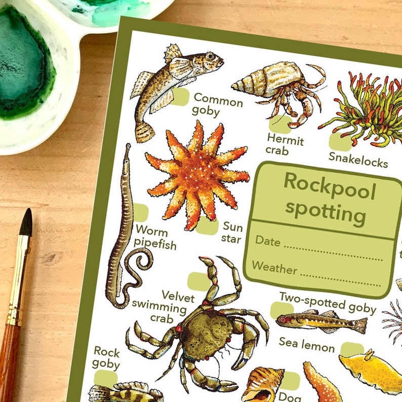 Rockpooling Hunt Worksheet - Educational Wildlife Printable - Etsy