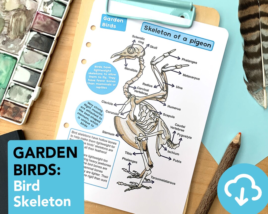 Bird Skeleton Diagram - Pigeon Educational Birds Species Printable - Etsy