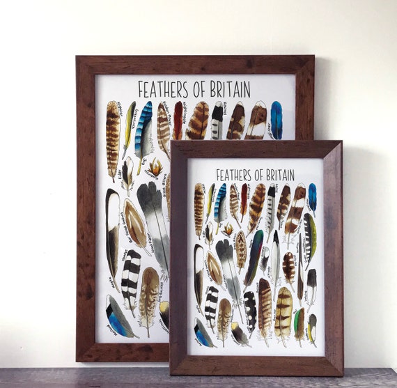 Feather Identification Chart Uk