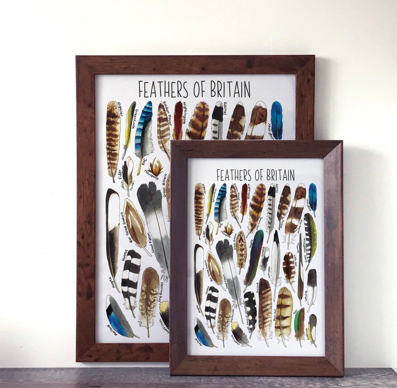 Feathers of Britain Print, Feathers Poster, Feather Collection ...