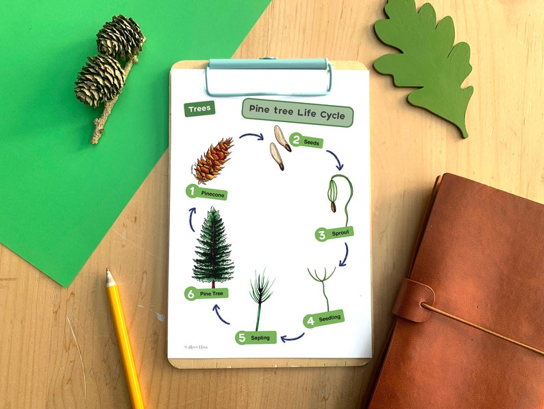 Pine Tree Life Cycle Educational Tree Printable - Etsy
